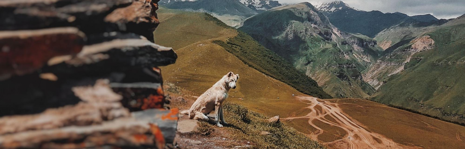 The Ultimate Guide To Pet Aquamation | Compassionate Care